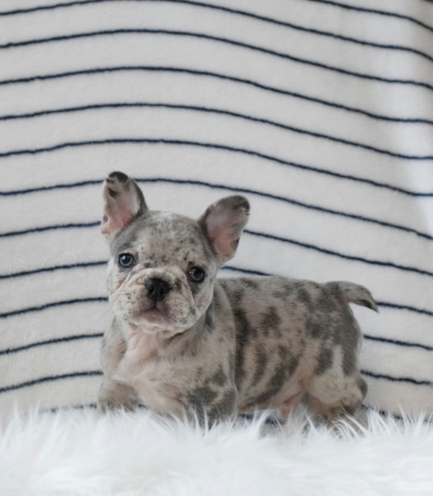 Home | Stony Hill Frenchies | Raising French Bull Dogs In Ohio