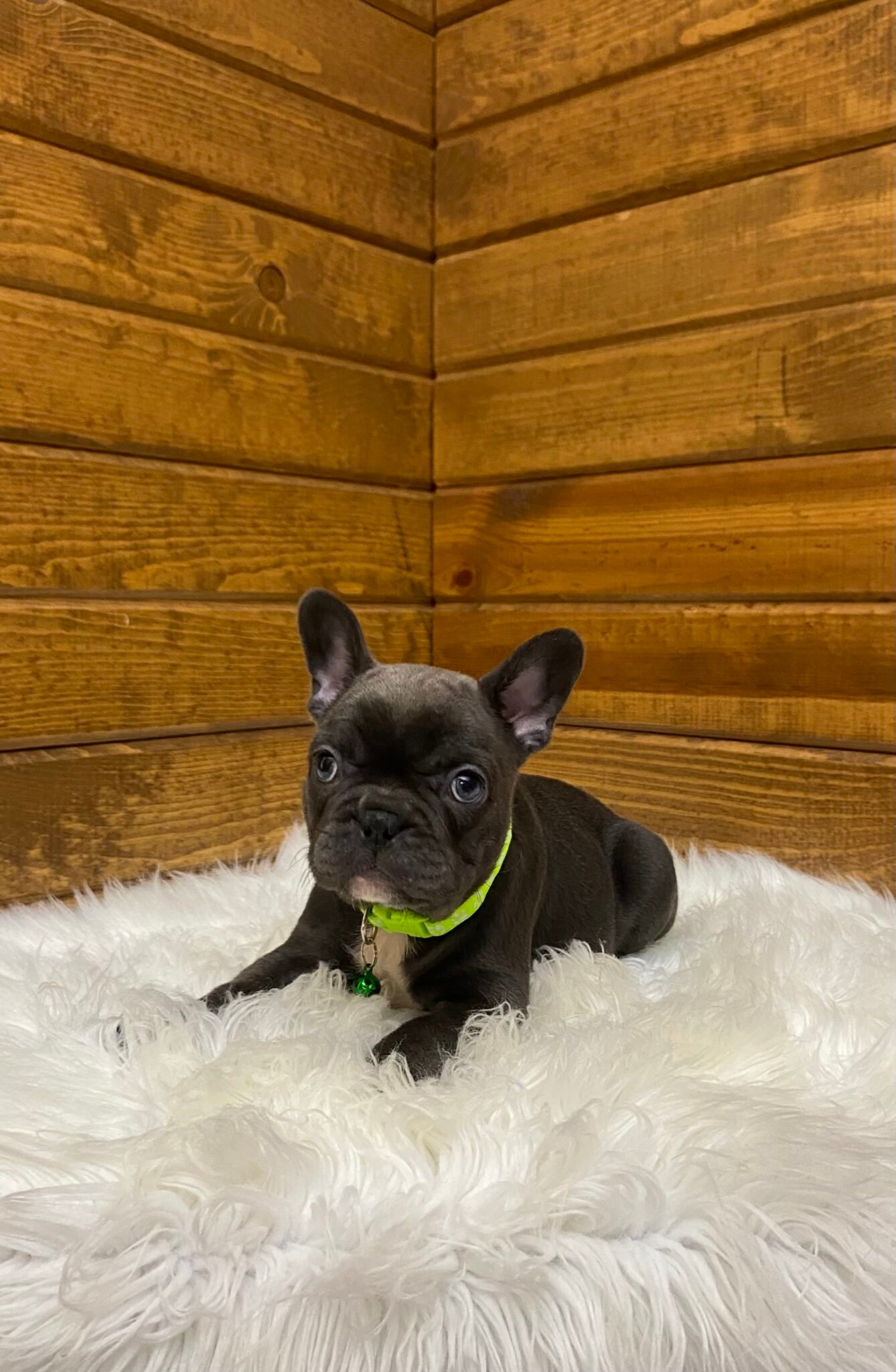 Why Frenchies Are Such A Popular Breed In Ohio | Stony Hill Frenchies