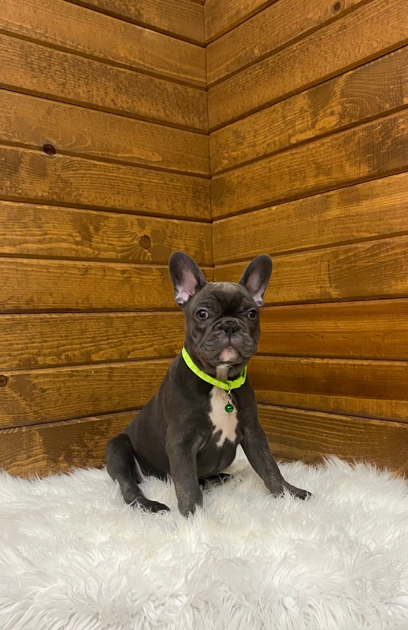 The Importance Of Frenchies In Building Stronger Family Bonds With ...